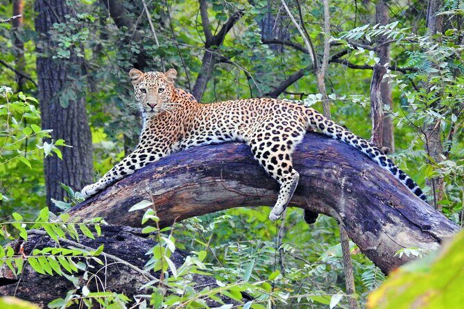 Golden Triangle Tour with Leopard Safari (Taj Mahal at Sunrise) - The Sum Up