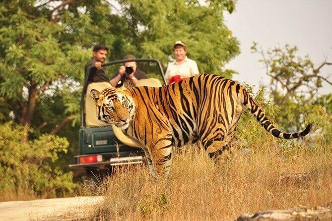 Golden Triangle Tour with Ranthambore (5 Star Hotel) - Practical Considerations and Value