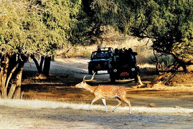 Golden Triangle Tour with Ranthambore by AC Car From Delhi - Final Thoughts: Is This Tour Right for You?