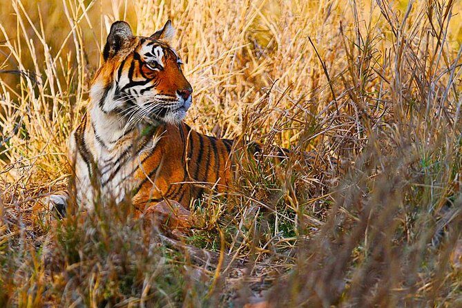 Golden Triangle Tour with Ranthambore from Delhi - A Deep Dive into the Experience
