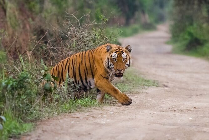 Golden Triangle Tour With Ranthambore Tiger Safari - Key Points