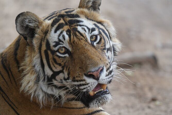 Golden Triangle Tour with Ranthambore Tiger Safari 4 Days by Car - Key Points