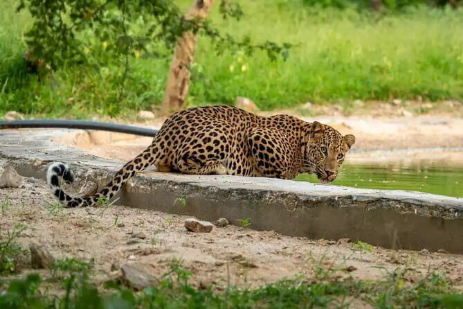 Golden Triangle with Ranthambore & Jhalana Leopard Safari Tour - Key Points