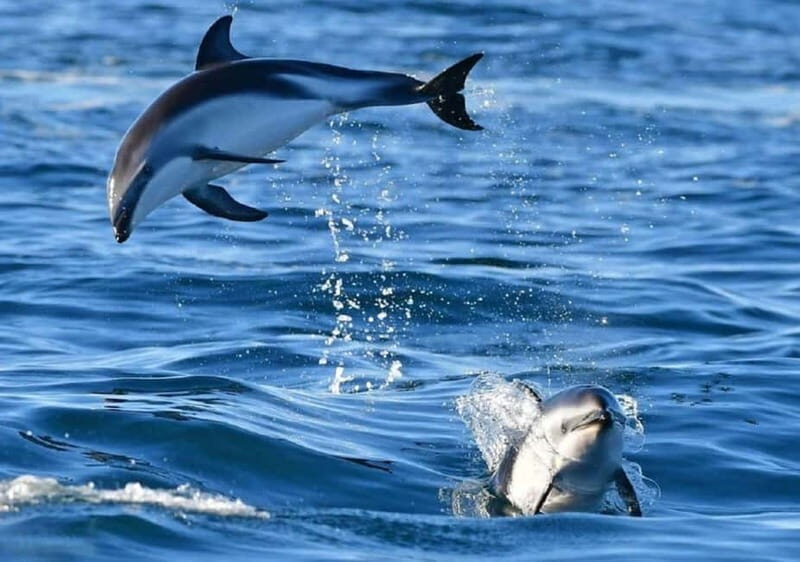 Golfo Aranci: boat tour in the Tavolara Protected Area - Authentic Experiences and Traveler Insights
