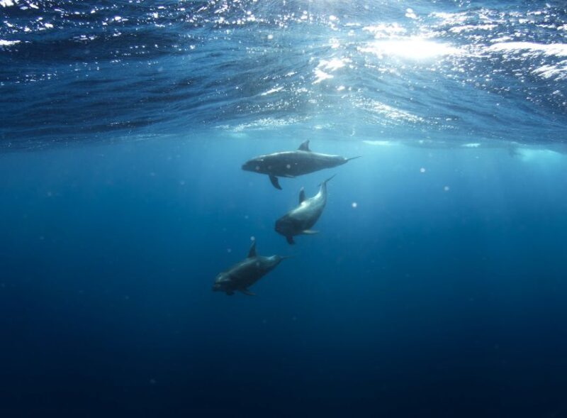 Golfo Aranci: Dolphin Watching and Snorkeling Boat Tour - Authentic Experiences and Traveler Tips