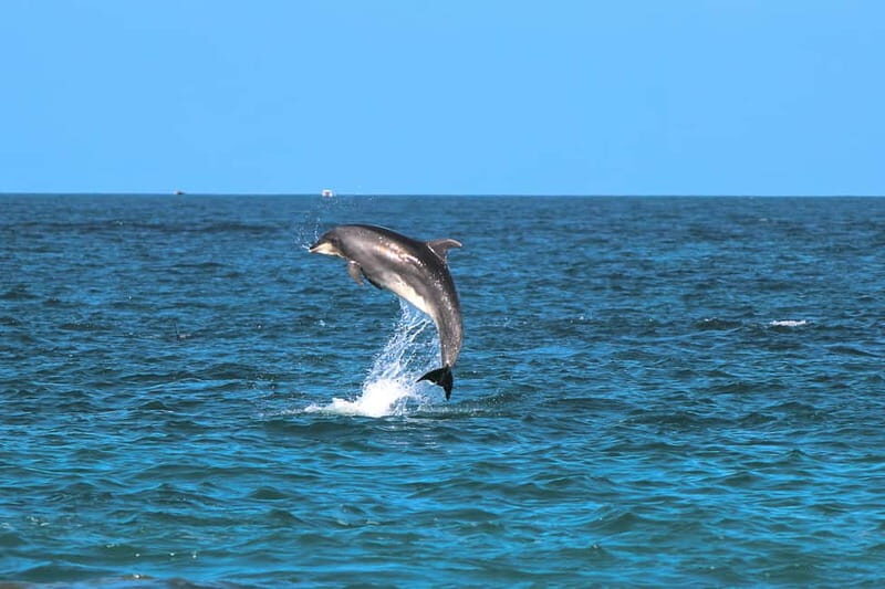 Golfo Aranci: Dolphin Watching Kayaking Tour with Aperitif - The Practicalities and What They Mean for You