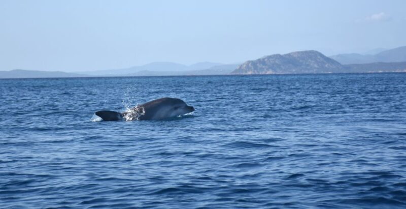Golfo Aranci: Kayak Tour with Dolphins and Aperitif - Who Will Love This Tour?