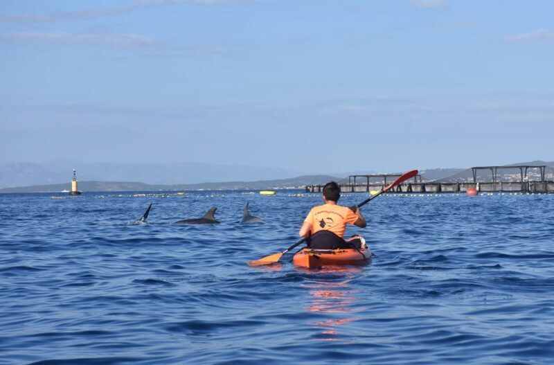 Golfo Aranci: Sunrise Dolphin Kayak Tour with Breakfast - The Joy of Sunrise in the Calm Waters