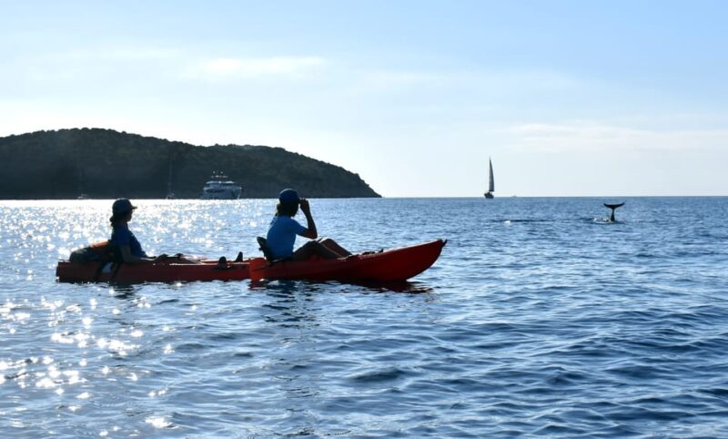 Golfo Aranci: Sunrise Dolphin Kayak Tour with Breakfast - Snorkeling and Marine Life