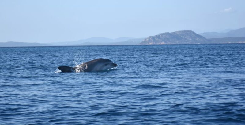 Golfo Aranci: Sunrise Dolphin Kayak Tour with Breakfast - Visiting the Fish Farm and Dolphin Colony