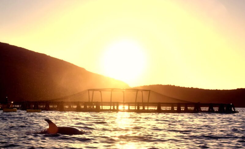 Golfo Aranci: Sunrise Dolphin Kayak Tour with Breakfast - Practical Details and Value