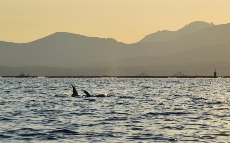Golfo Aranci: Sunset Dolphin Kayak Tour with Aperitif - Value for Money