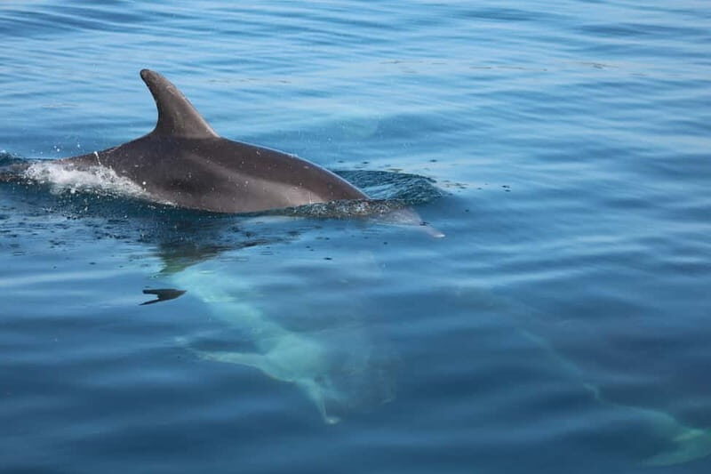 Golfo Aranci: Sup with dolphins, aperitif & photo shoot - An In-Depth Look at the Golfo Aranci SUP Tour