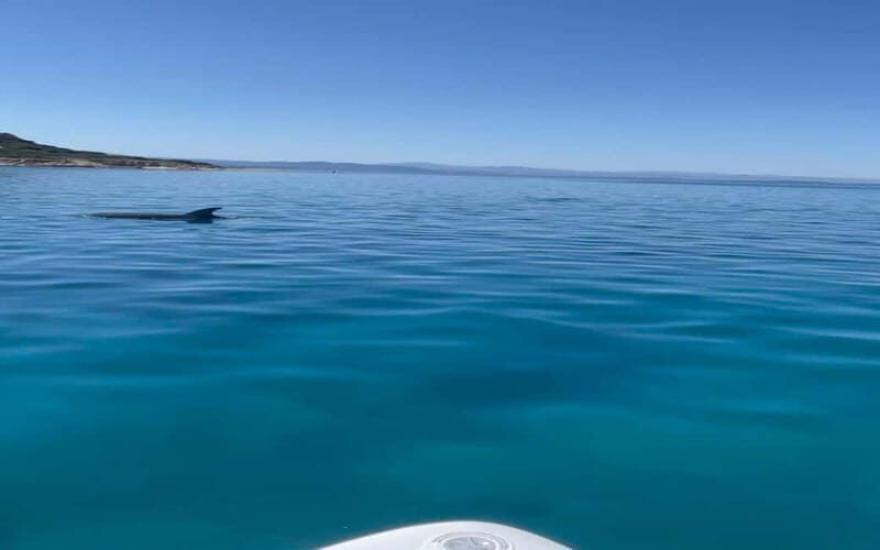 Golfo Aranci tour SUP Paddleboard Dolphin watching, aperitif - Detailed Breakdown of the Itinerary