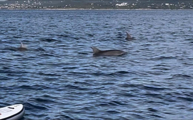 Golfo Aranci tour SUP Paddleboard Dolphin watching, aperitif - Who Should Consider This Tour?