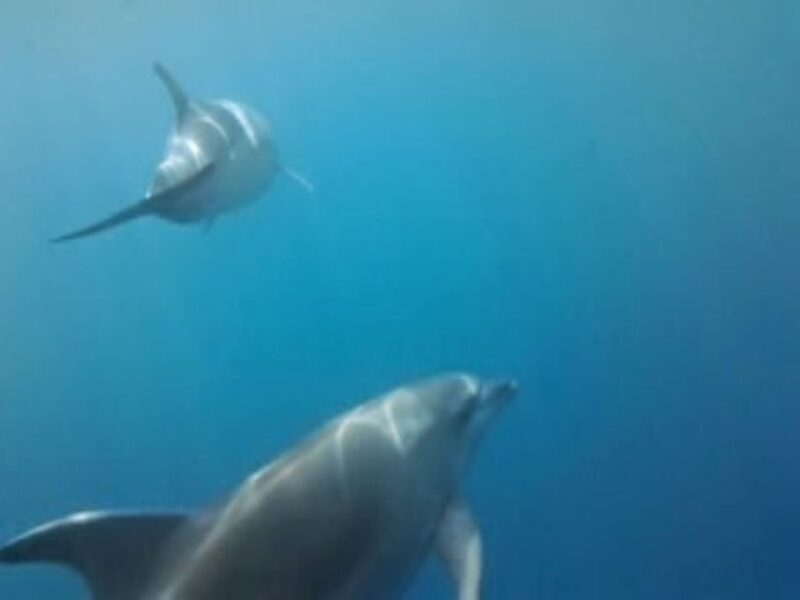 Golfo Aranci tour SUP Paddleboard Dolphin watching, aperitif - Final Thoughts