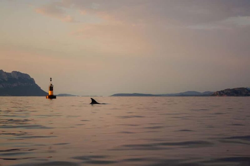 Golfo Aranci: traditional or transparent kayaks, dolphins, and aperitif - The Highlights of the Tour