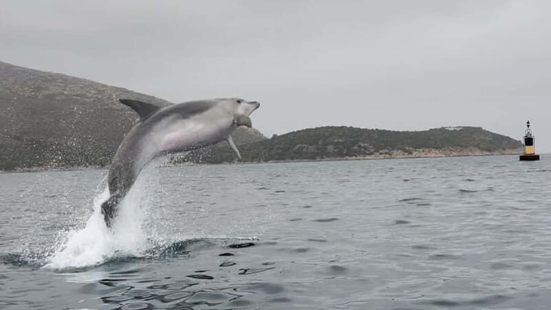 Golfo Aranci:Small group, german guided Kayak tour&Dolphins - Final Thoughts: Is This Tour Worth It?