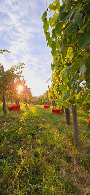 Gorika Brda: Wine Walk and Tasting - Exploring the Heart of Brda: A Practical Overview