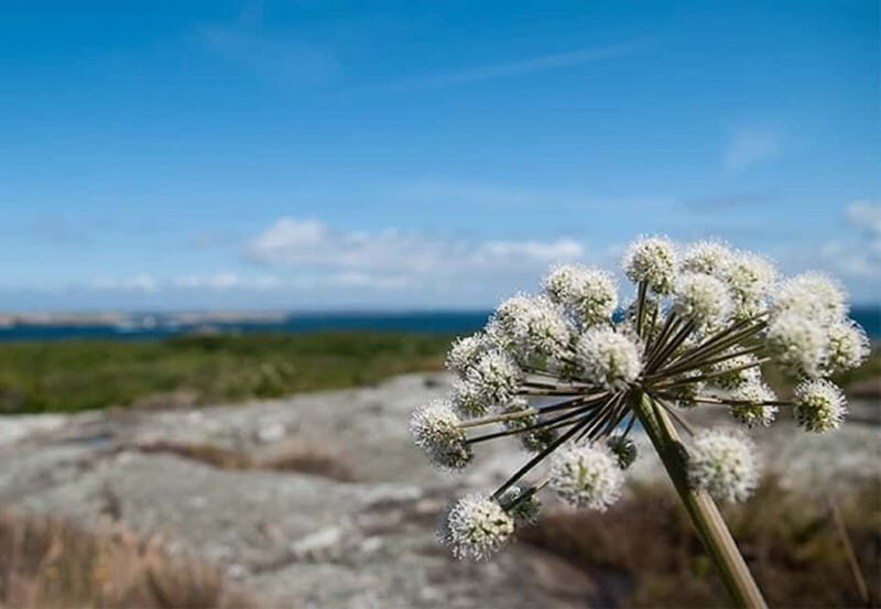 Gothenburg: 4-Hour Guided Boat Tour to Vinga Island - Key Points