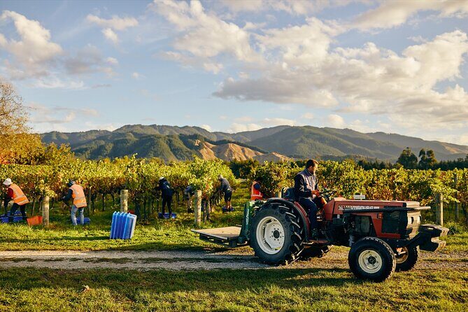 Gourmet Gold Wine Tour: Indulge in Cloudy Bay's finest wines - Practical Tips for Travelers