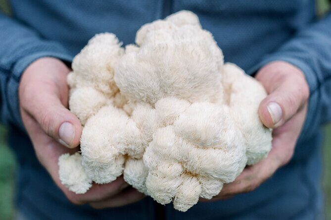 Gourmet Mushroom Farm Tour in Tennessee - An Authentic Peek into Tennessee’s Gourmet Mushroom Cultivation