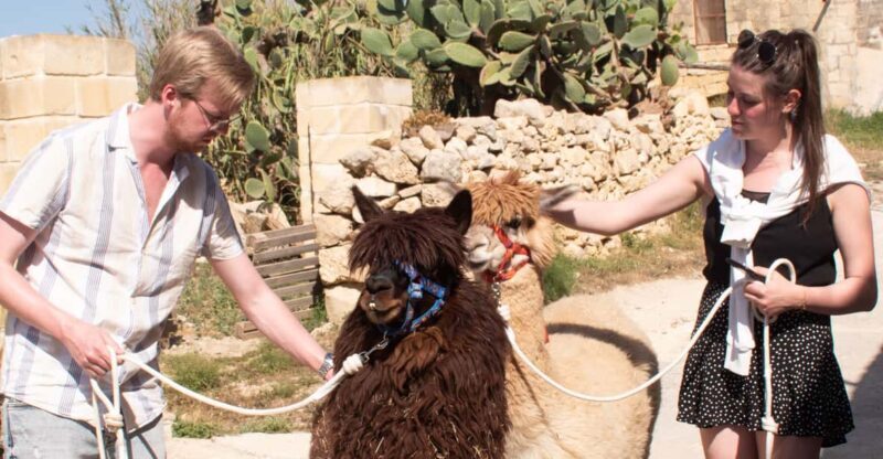 Gozo Alpaca Walks : with feeding and farm visit - An In-Depth Look at the Gozo Alpaca Walks Experience