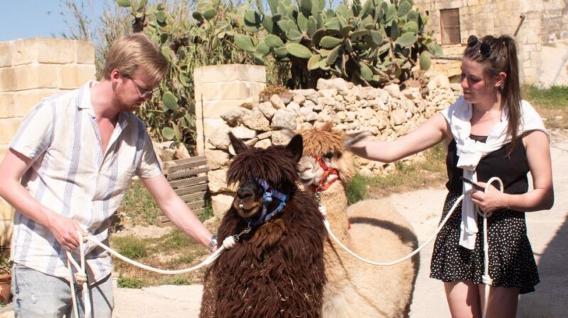 Gozo Alpaca Walks : with feeding and farm visit - Authenticity and the Guides Role