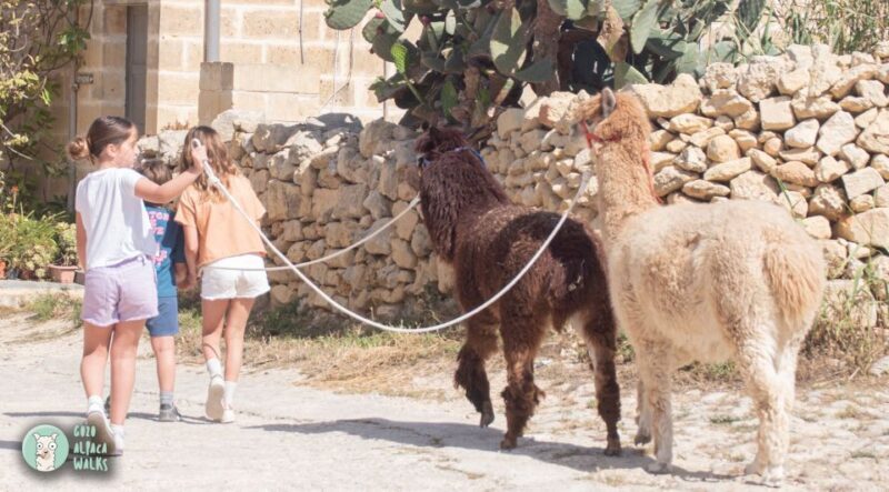 Gozo Alpaca Walks : with feeding and farm visit - Final Thoughts: Who Will Love This Experience?