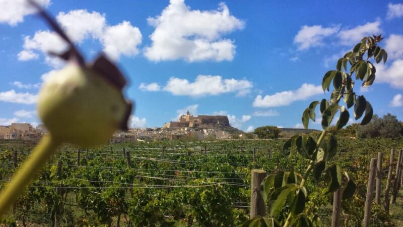 Gozo Victoria Walking Tour - Final Thoughts: Who Will Love This Experience?