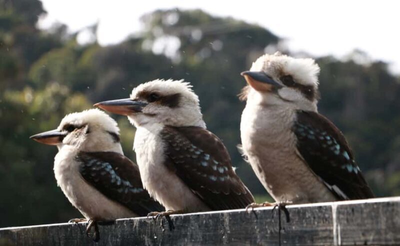 Grampians National Park Small-Group Eco Day Tour - Guides and Commentary