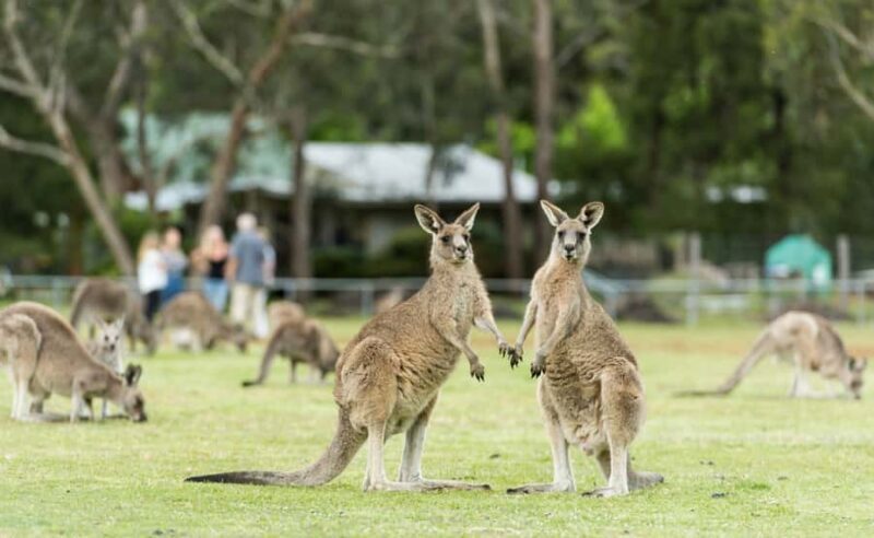 Grampians National Park Small-Group Eco Day Tour - Final Thoughts: Who Should Consider This Tour?