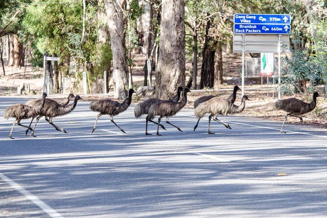 Grampians National Park with MacKenzie Falls and Kangaroos - Wildlife Encounters and Cultural Insights
