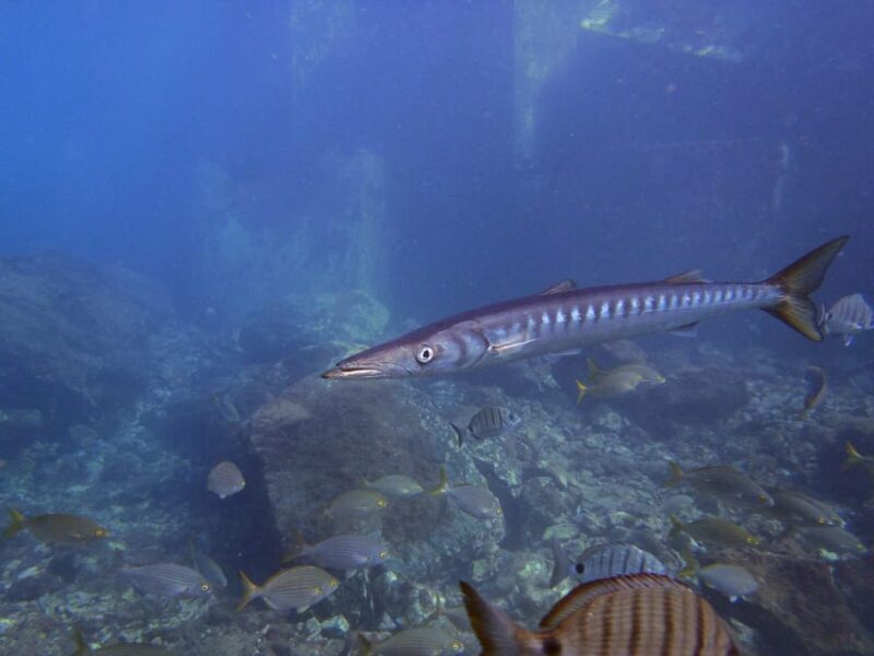 Gran Canaria: 3-Day Open Water Diver Course - Final Words
