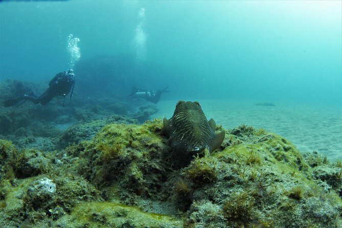 Gran Canaria 3 days / 6 dives in Various Locations - Key Points