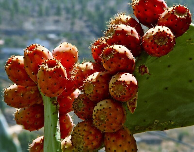 Gran Canaria: 6-Hour Teror and San Mateo Markets Tour - Transport and Accessibility