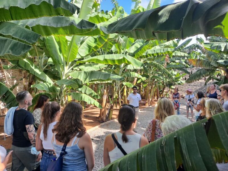 Gran Canaria: Banana World Guided Tour & Tasting - An In-Depth Look at the Tour Experience