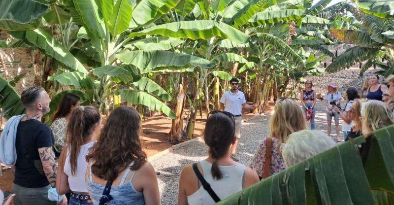 Gran Canaria: Banana World Guided Tour & Tasting - Who Will Love This Tour?
