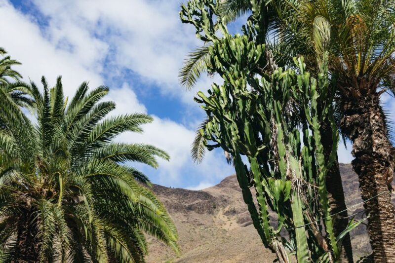 Gran Canaria: Camel Ride Safari w/ Optional Food & Transport - FAQs