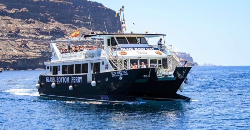 Gran Canaria: Catamaran Dolphin Watch Cruise with Snorkeling - Value and Practical Considerations