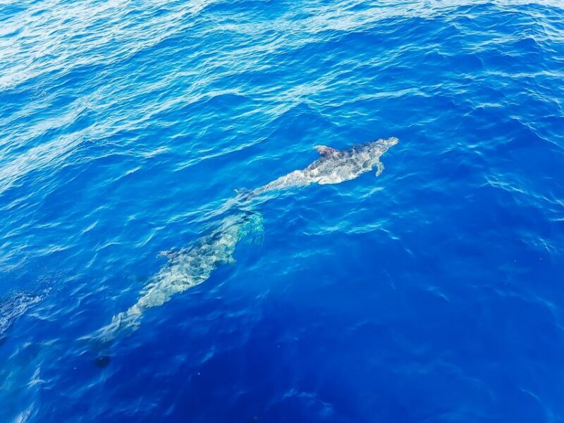 Gran Canaria: Catamaran Dolphin Watch Cruise with Snorkeling - FAQ