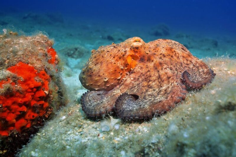 Gran Canaria: Discover Scuba Diving Beginner Program - Who Is This Tour Best Suited For?