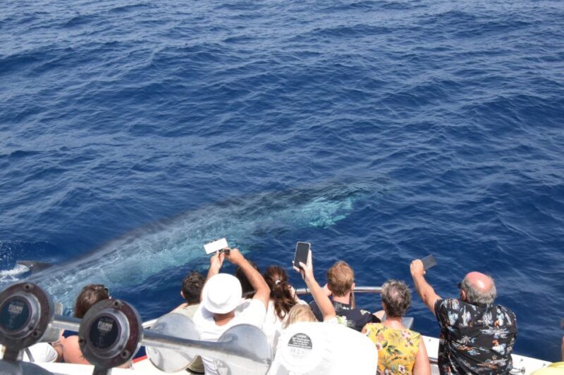 Gran Canaria: Dolphin and Whale Watching Cruise - Key Points