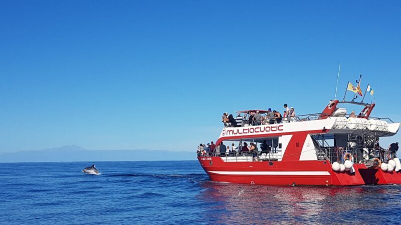 Gran Canaria: Dolphin and Whale Watching Cruise - Marine Life Sightings: What Youll likely Encounter