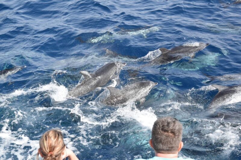 Gran Canaria: Dolphin and Whale Watching Cruise - The Boat and Comfort
