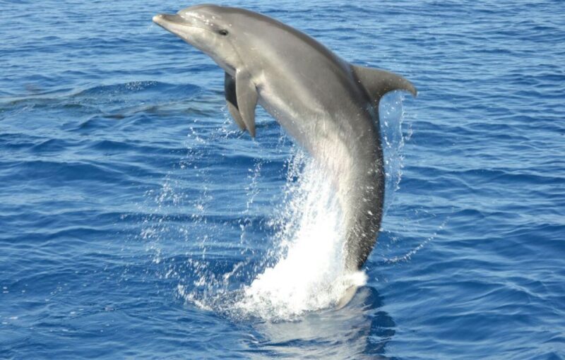 Gran Canaria: Dolphin and Whale Watching Cruise - The Value: Is It Worth the Price?