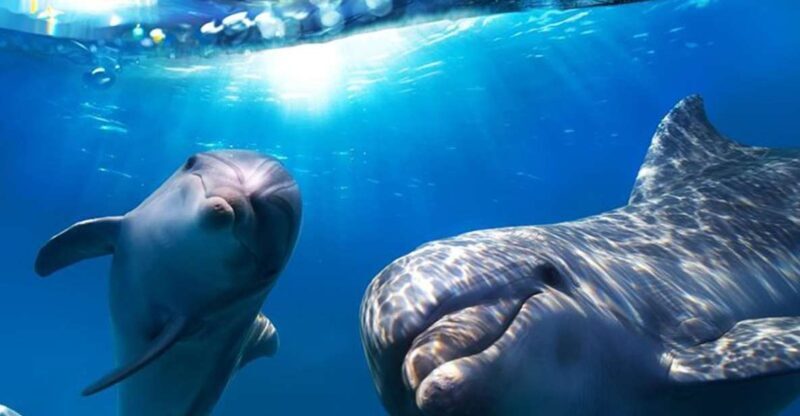 Gran Canaria: Dolphin and Whale Watching Cruise - The Value of This Experience