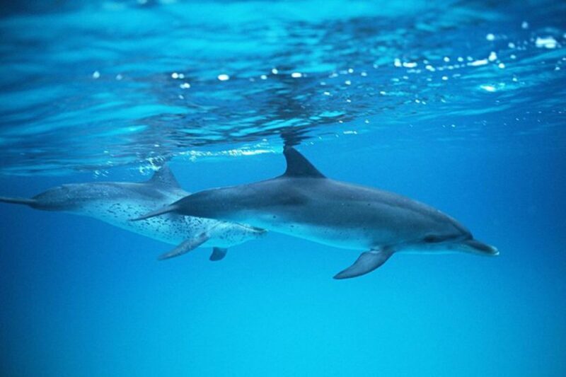 Gran Canaria: Dolphin and Whale Watching Cruise - The Sum Up