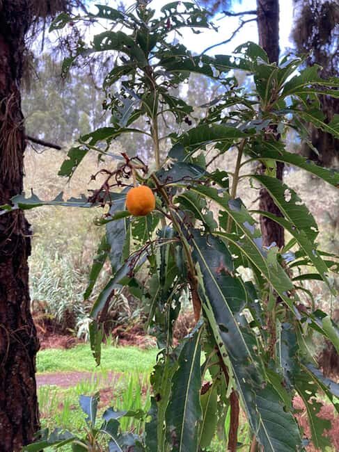 Gran Canaria: excursion to the Laurisilva Forest - A Deep Dive into the Laurisilva Forest Excursion