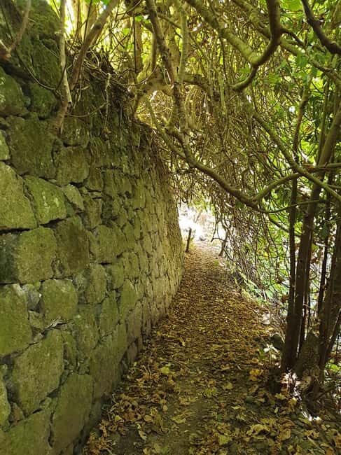 Gran Canaria: excursion to the Laurisilva Forest - Who Should Consider This Tour?